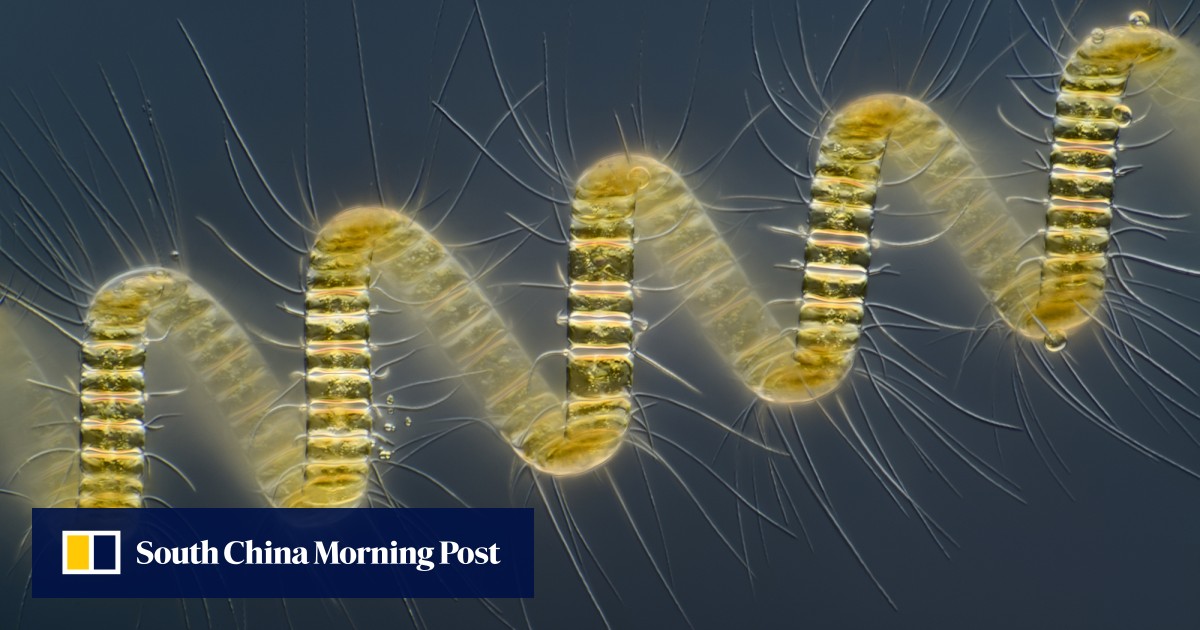 Pictured: The dazzling microscopic organisms captured on camera | South ...
