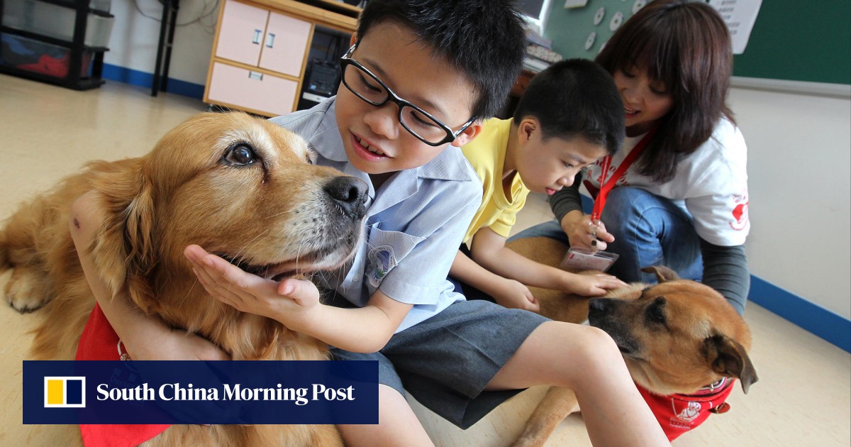 'Dr Dogs' light up lives of special-needs children | South China ...