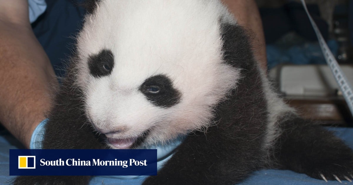 First ladies of China and US greet 100-day-old panda cub as it is named ...