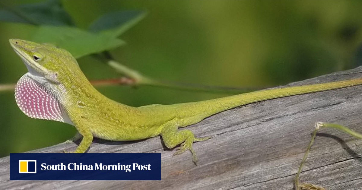 Lizards threaten unique wildlife on Japan's remote Ogasawara islands ...