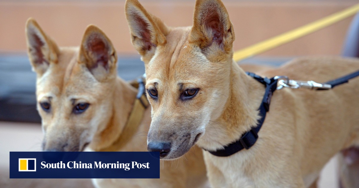 Australian dingoes are on the brink of extinction, expert warns | South ...
