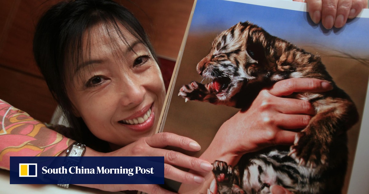 China conservationist Li Quan and husband 'abused tiger charity cash ...