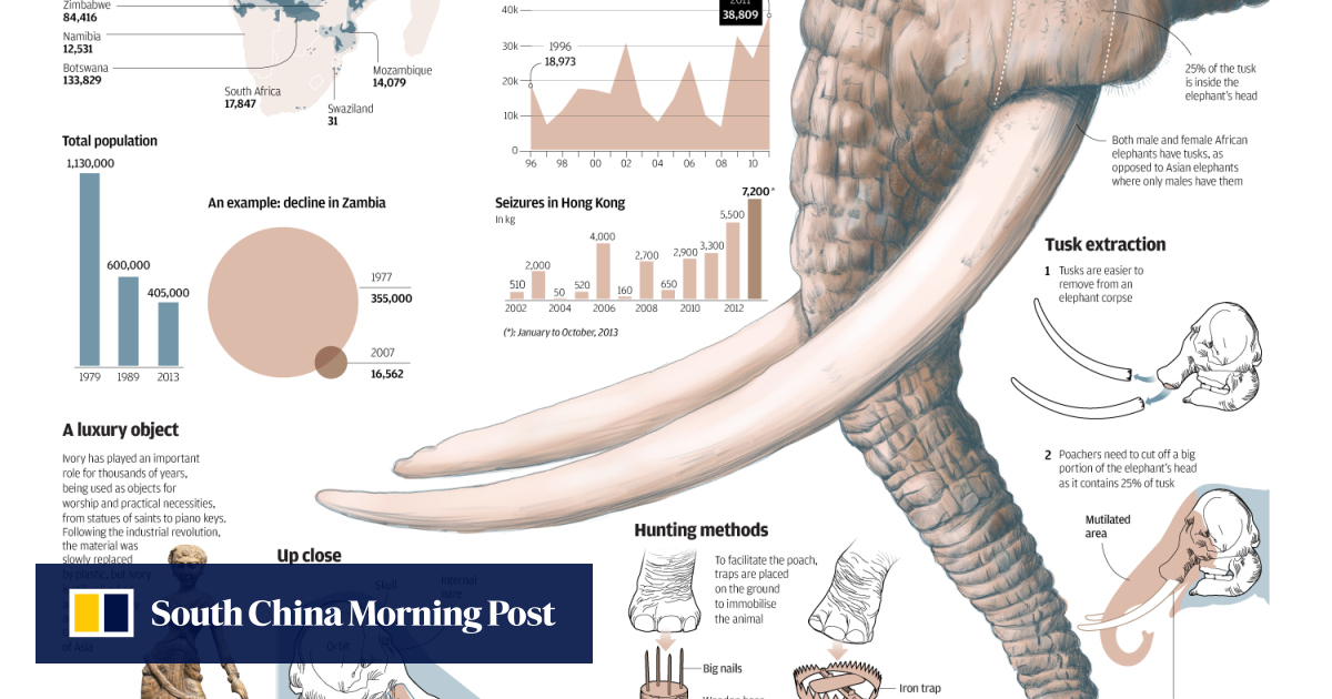 Everything you need to know about ivory poaching | South China Morning Post