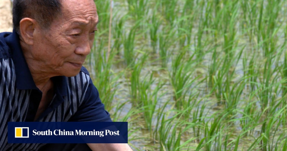 Hybrid-rice pioneer Yuan Longping backs genetically modified foods ...