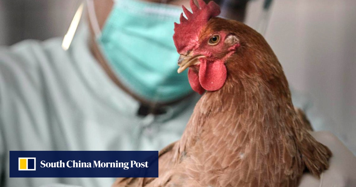 New tests on chickens to boost bird-flu defences | South China Morning Post