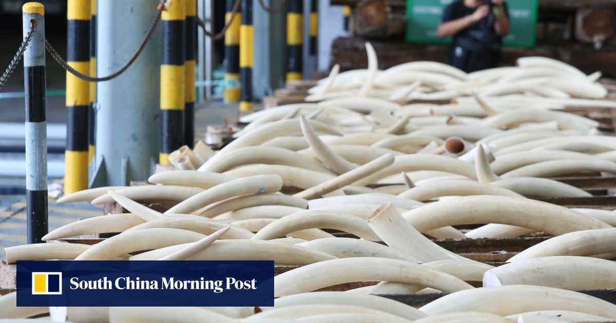 Split over fate of 33-tonne ivory pile as some say 'don't destroy it ...