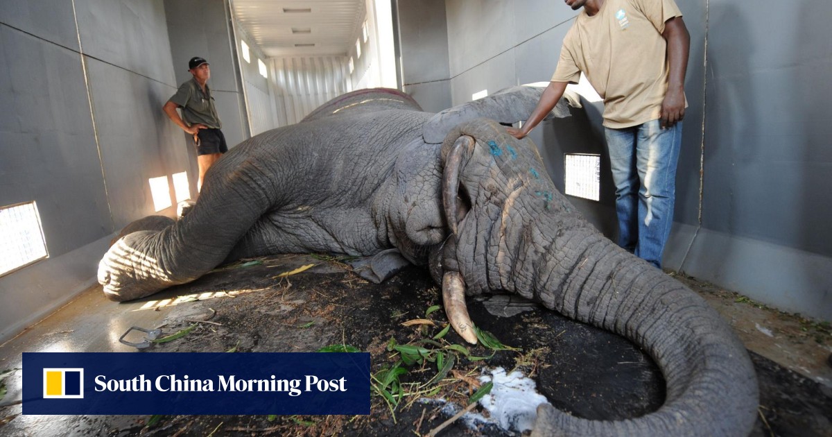 Ivory Coast relocates forest elephants 'encroached on' by humans ...
