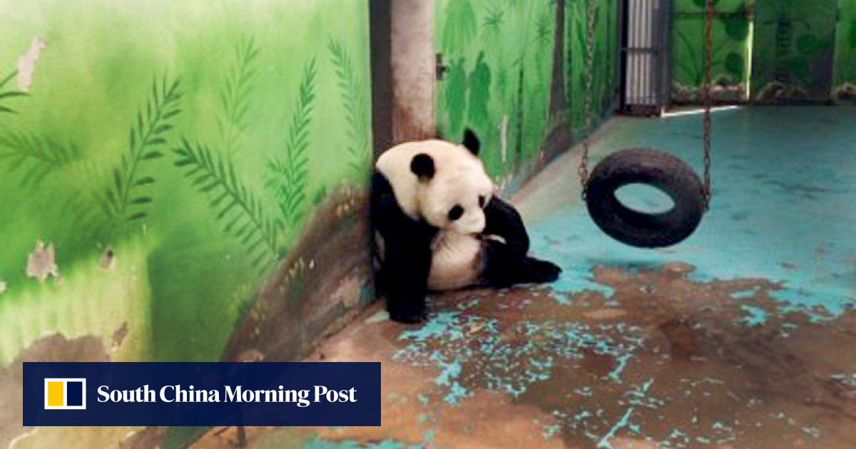 Update | ‘Cover-up’ of Henan panda's death casts suspicion on zoo ...