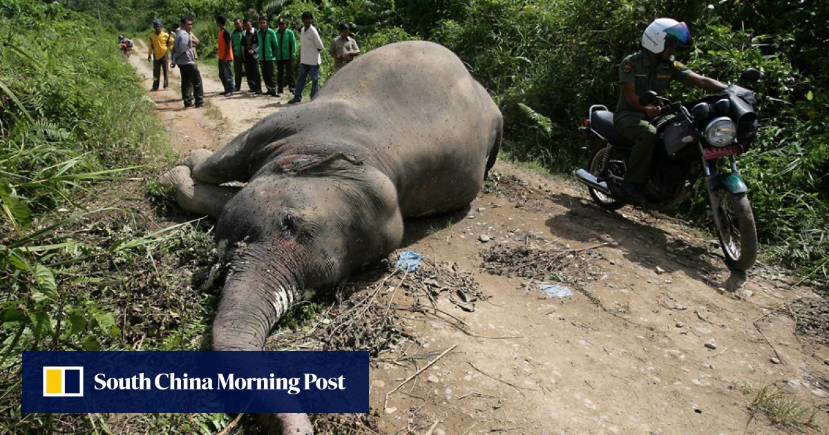 Sumatran elephants found dead | South China Morning Post