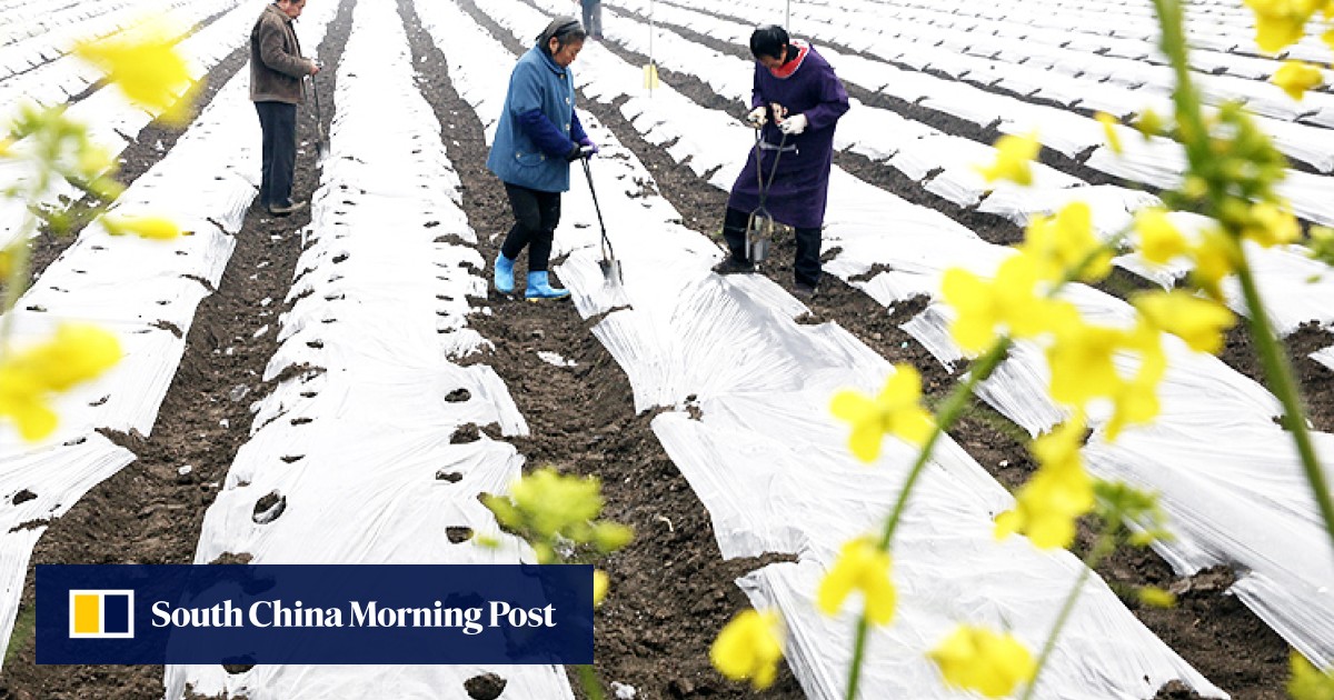 China to focus on family farms in drive to commercialise | South China ...