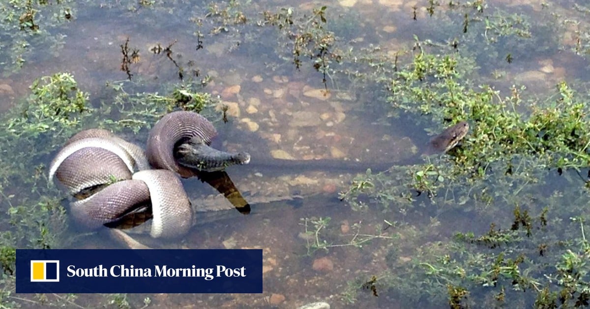 Snake vs crocodile! Huge python gobbles down reptile after hours-long battle | South China ...