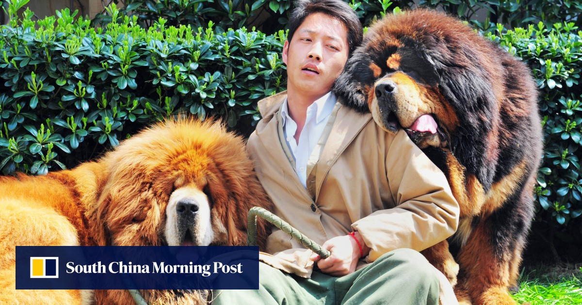 Dog sold for nearly US$2 million at Zhejiang luxury pet fair: report ...