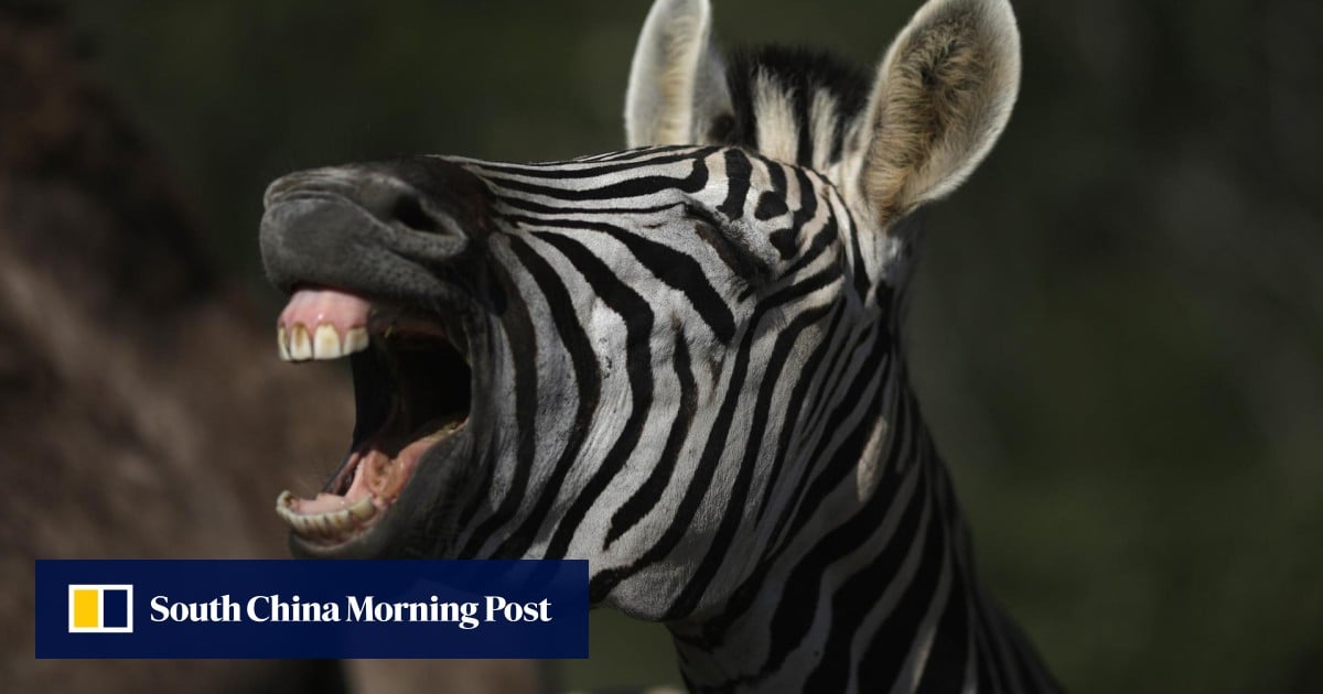 Study says zebra’s stripes helped to deter blood-sucking flies | South ...