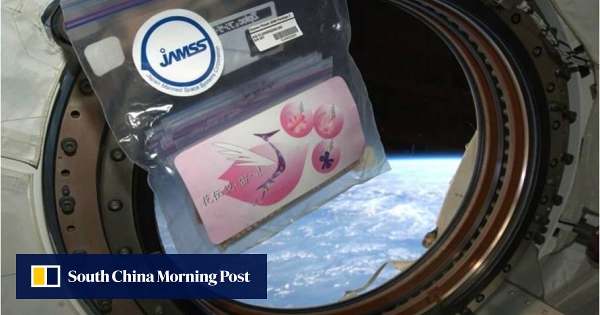 Japanese cherry pip sent into space grows into super-tree back on earth ...