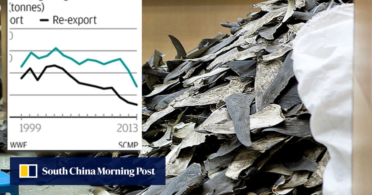 Shark fin trade from Hong Kong to China drops almost 90 per cent in one ...