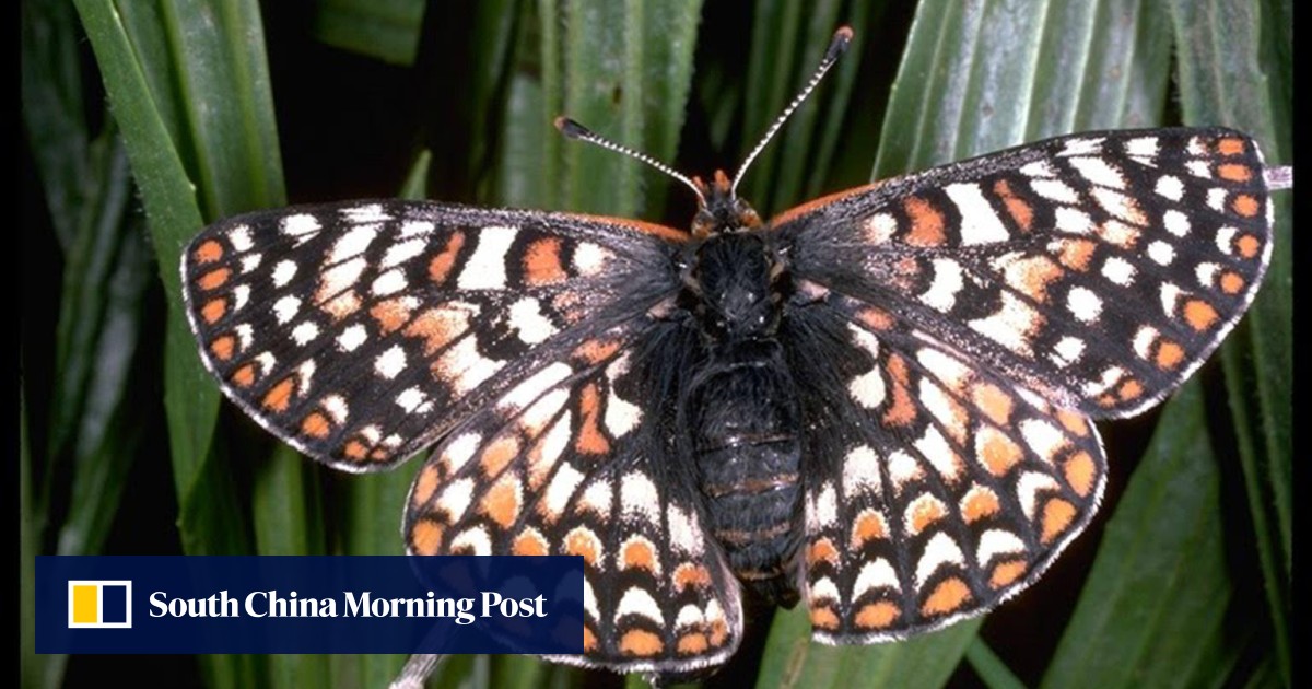 Butterfly species once threatened by climate change adapts to new ...