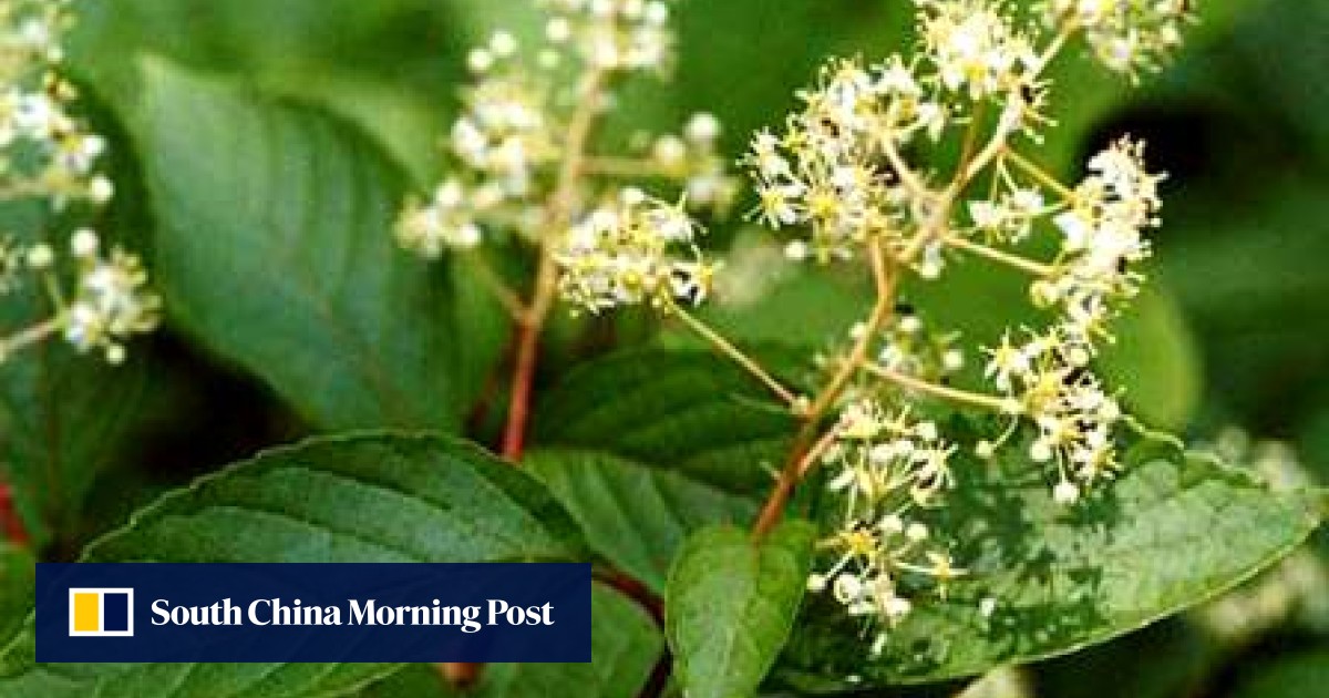 New | Chinese herb beats drug at rheumatoid arthritis: study | South ...