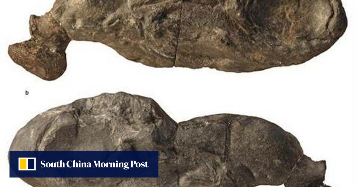 Fossil found in what's now Arkansas shows how sharks evolved | South ...