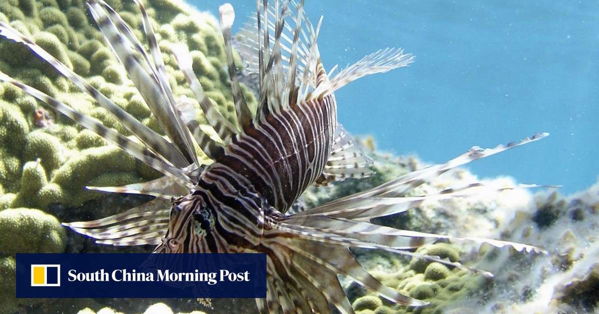 Scientists try captive approach to fighting invasive lionfish | South ...
