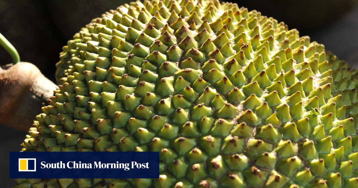 World Bank and UN push the potential of jackfruit as food staple ...