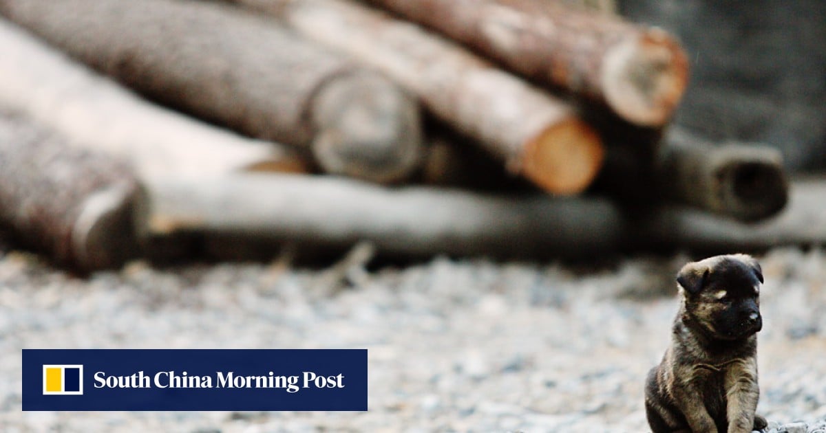 Officials probe claims that 100 stray dogs buried alive in northern ...