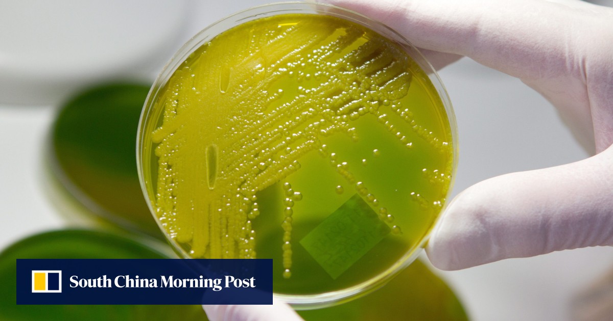 Rise of drug-resistant superbugs a global emergency, says WHO | South ...