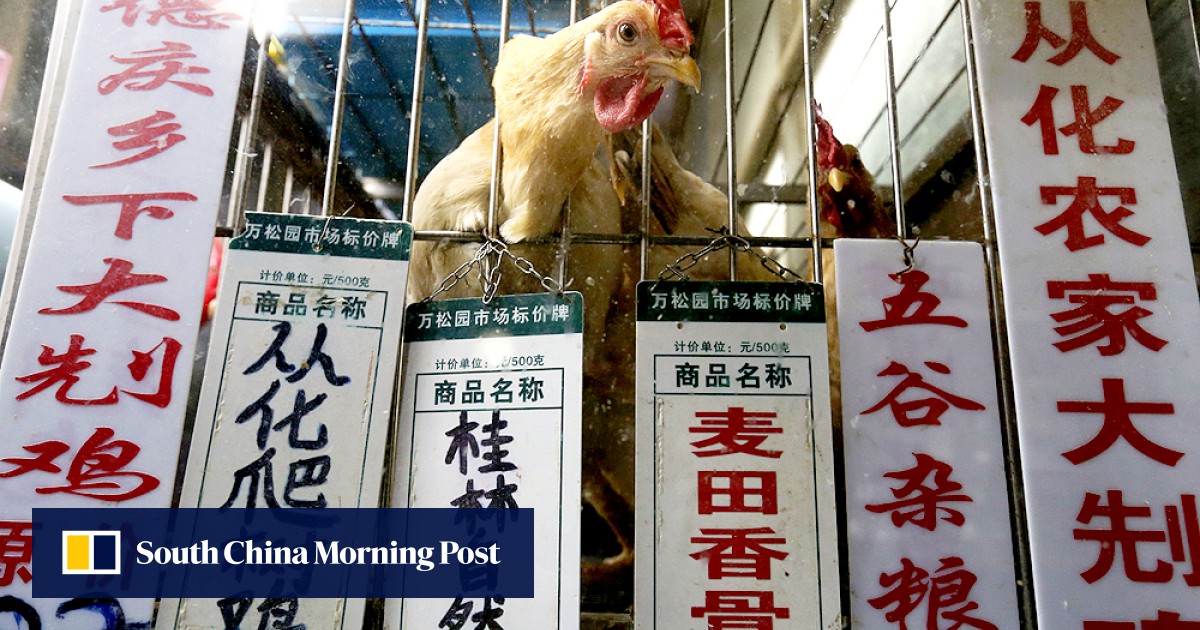 When it comes to live-chicken sales, health should be the top priority ...