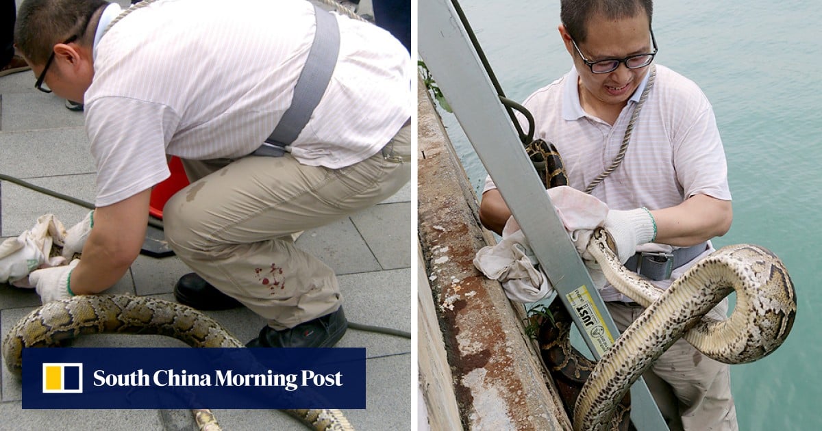 Python on the prom! Storm ‘washes snake down hillside’ into Quarry Bay ...