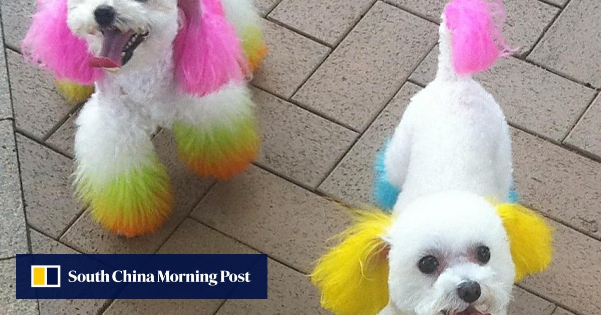 Hong Kong fad of dyeing dogs' fur could prove fatal: animal welfare ...