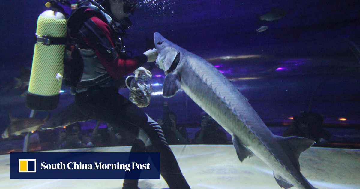 Infection kills two Chinese sturgeons | South China Morning Post