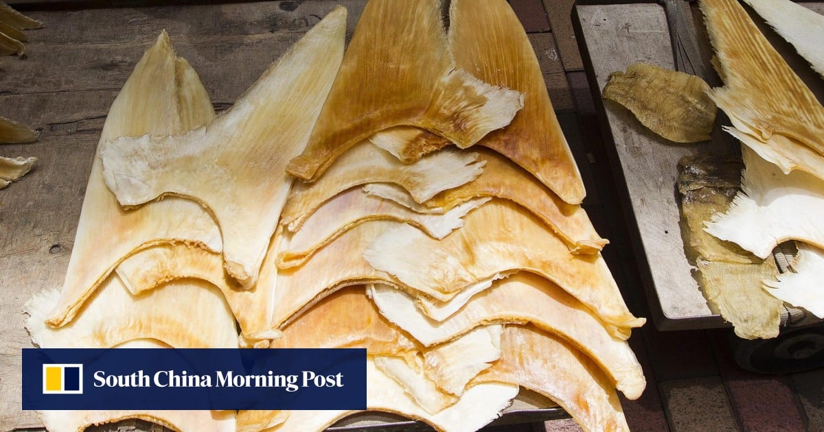Pyongyang has deep pockets for shark fin from Hong Kong | South China ...