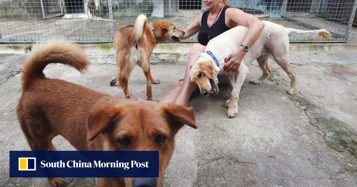 Death row dogs: 80 rescue animals face being put down after Hong Kong ...