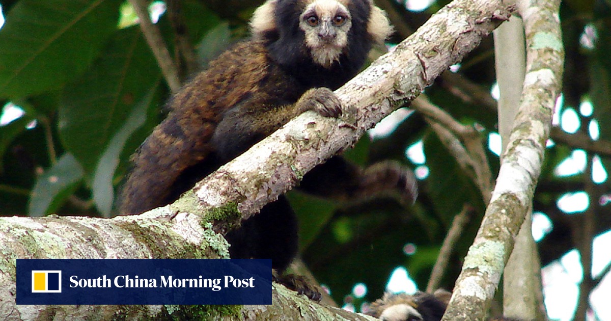 World on the brink of ‘sixth great extinction’ as plants, animals dying ...