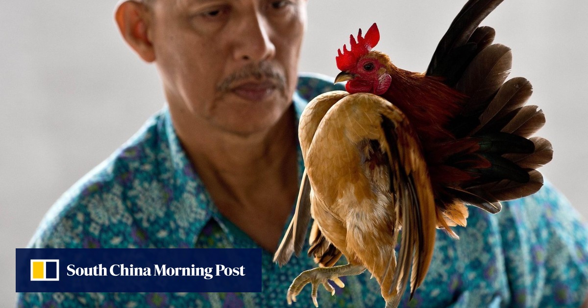Malaysia's serama chicken breed, a prized pet, is spreading its wings ...