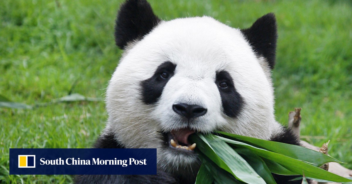 New | Macau’s giant panda Sam Sam dies of kidney failure, aged 5 ...