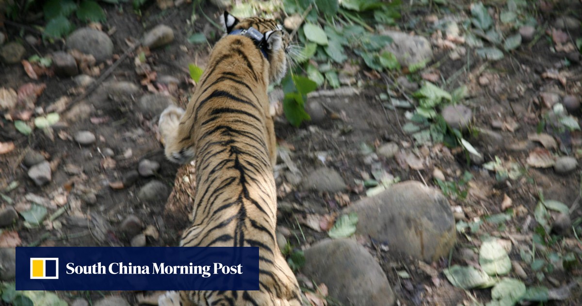 Google Glass and drones leading the fight against poaching in Nepal ...