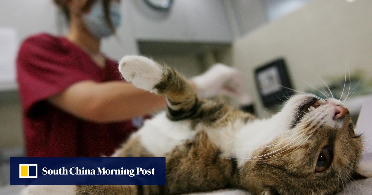 Move to reduce five-year wait for veterinary surgeon complaints | South ...