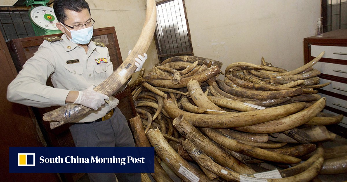 Thailand warned it faces international sanctions over illegal ivory ...