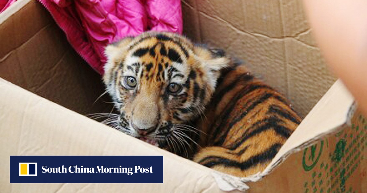 Police rescue endangered Bengal tiger cub from suspected Chinese ...