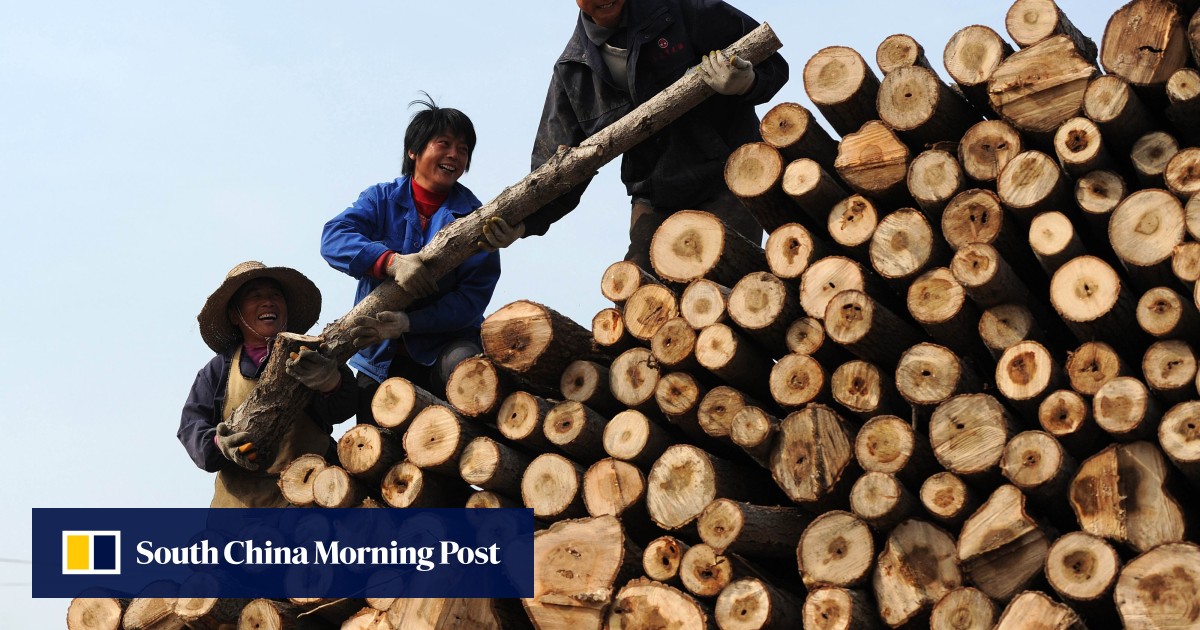 Hong Kong and China must close the door on import of illegal timber ...