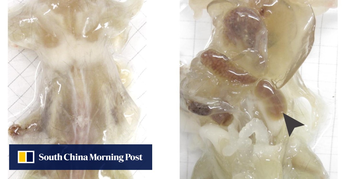 US researchers develop method the make mice transparent | South China ...