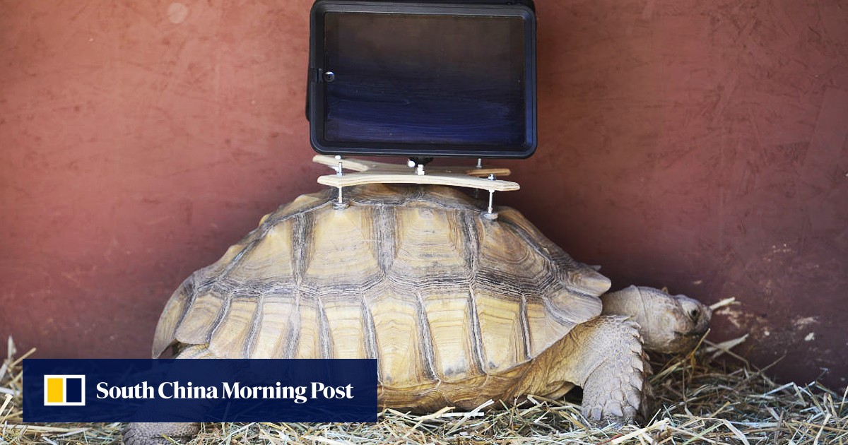 Chinese artist under fire for strapping iPads to tortoises' shells ...