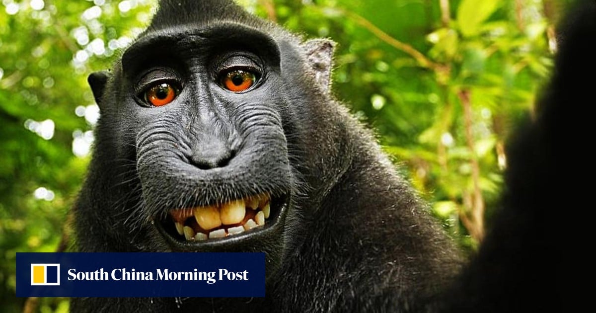 Photographer and Wikipedia in battle over rights to monkey selfie ...