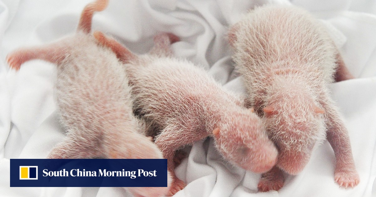 Hello, hello, hello! World's first surviving panda triplets born in ...