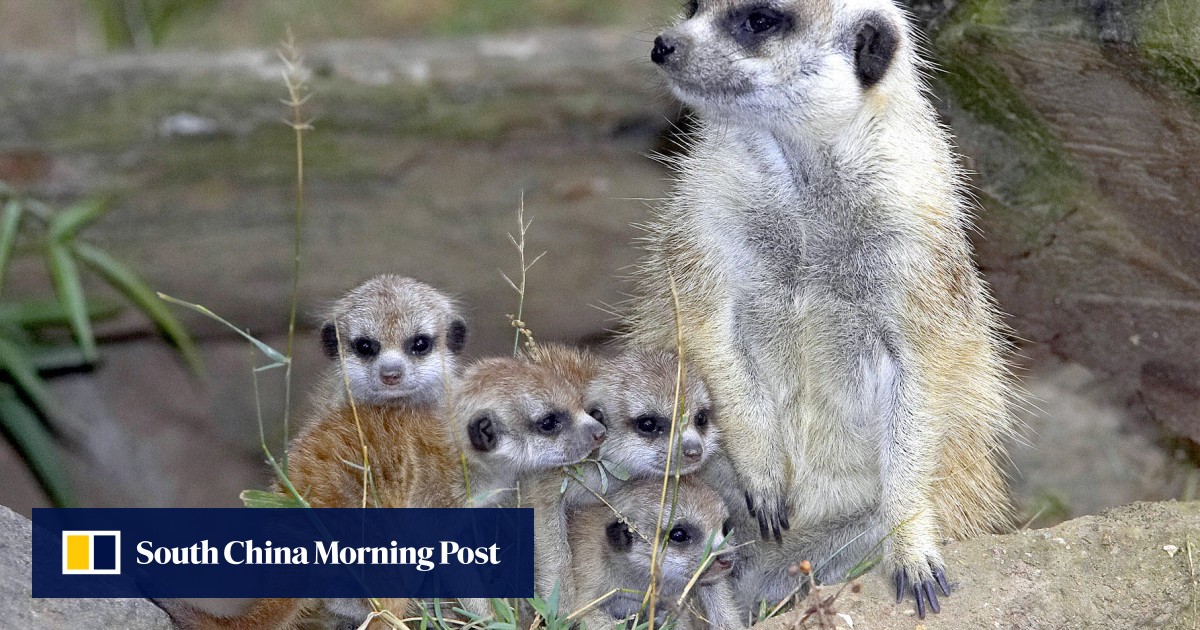 Study reveals dark side of ‘cute’ meerkats as natural born killers ...
