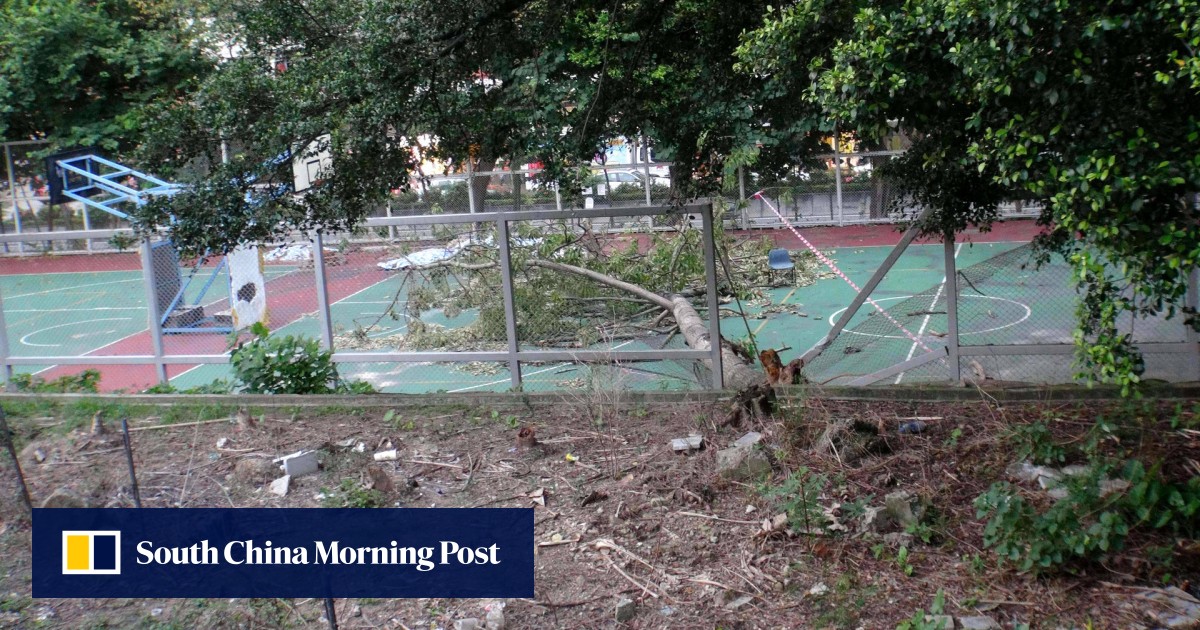 10-metre tree falls in Yau Ma Tei two days after woman killed by ...