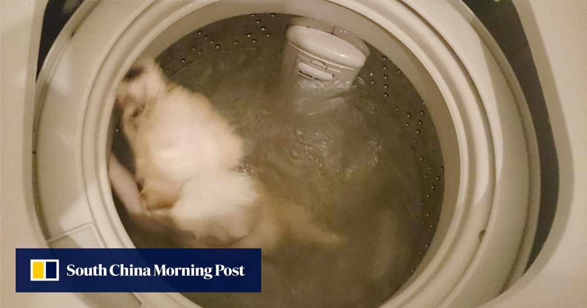 Outcry over dog in washing machine | South China Morning Post