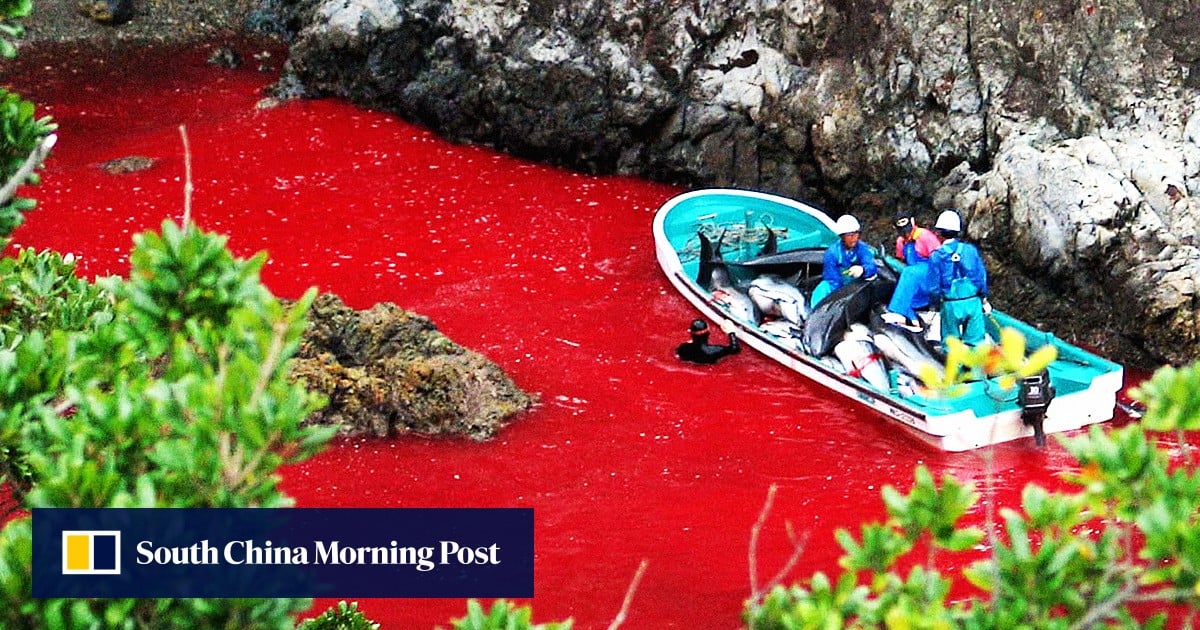 Japan slaughters first dolphins in widely-condemned annual cull | South ...