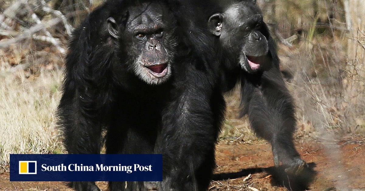 Chimpanzees wired for war, 50-year study in Africa shows | South China ...