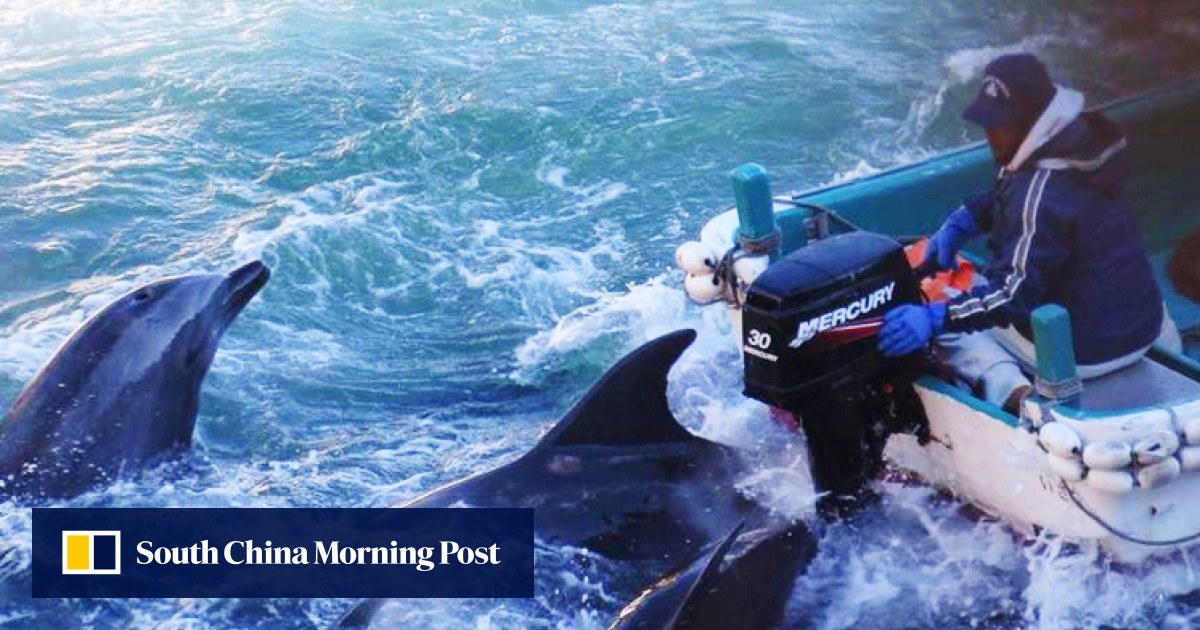 New | Hong Kong animal rights campaigners call for end to Japan's Taiji ...